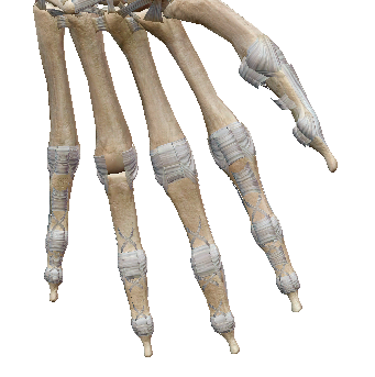 METAFALANGES Y FALANGES DE LA MANO :: tullu