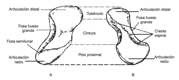 ESCAFOIDES :: tullu